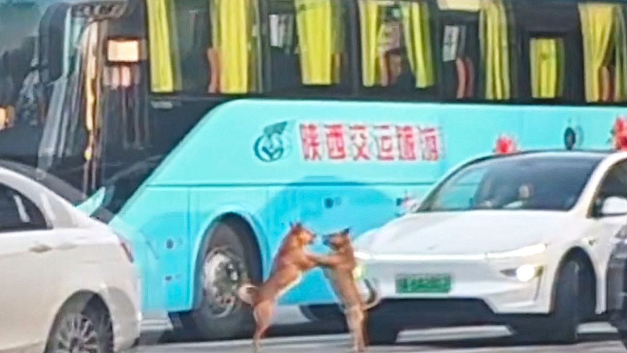Dogs bring traffic to a halt as they fight in middle of road