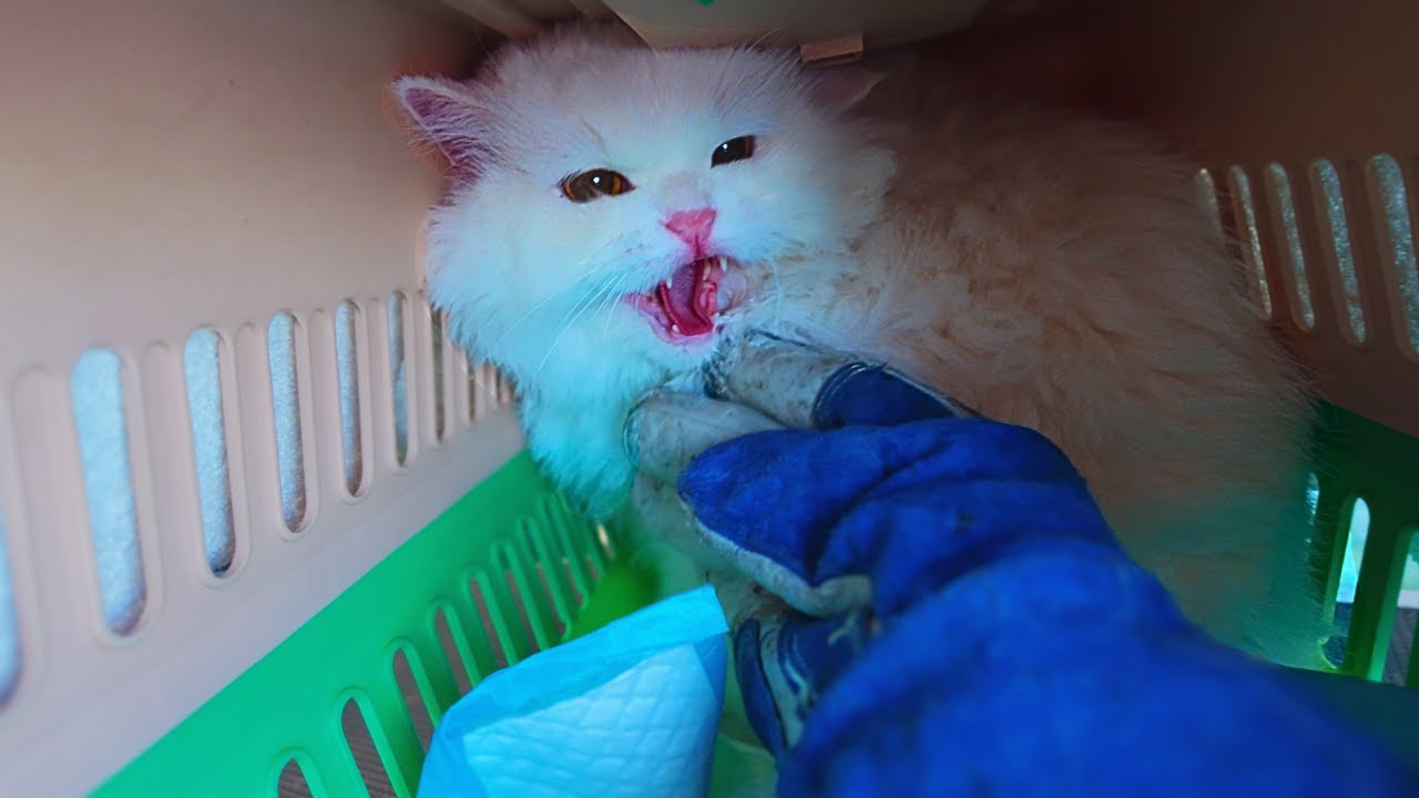 Snow the cat grooming session