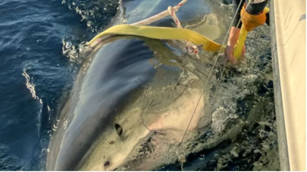 Record-breaking great white shark contender is back on the East Coast ...