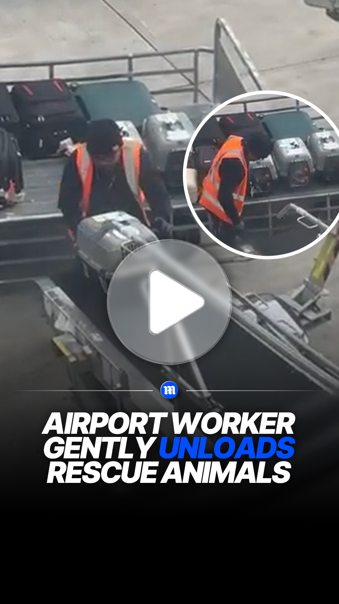 Airport worker shows kindness to rescue animals on runway