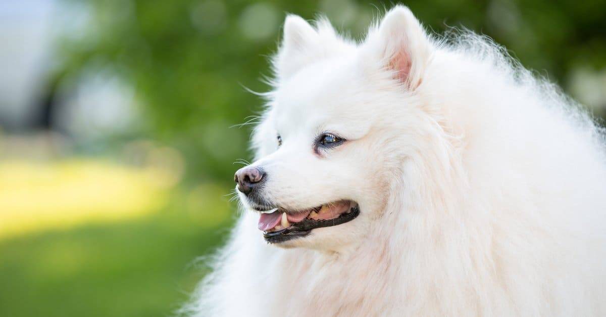 20 dog breeds that originated in the United States