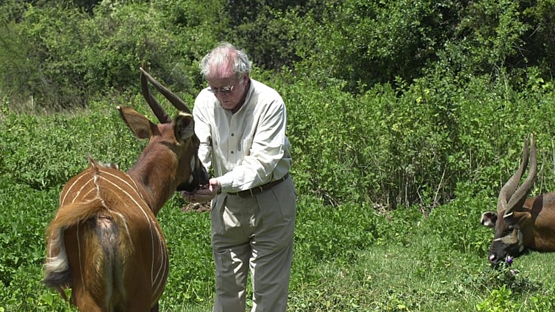 Des bongos de montagne bientôt réintroduits au Kenya