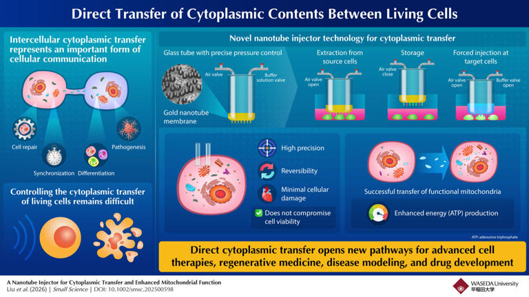 Nanotube injector transfers cytoplasmic contents and organelles between ...