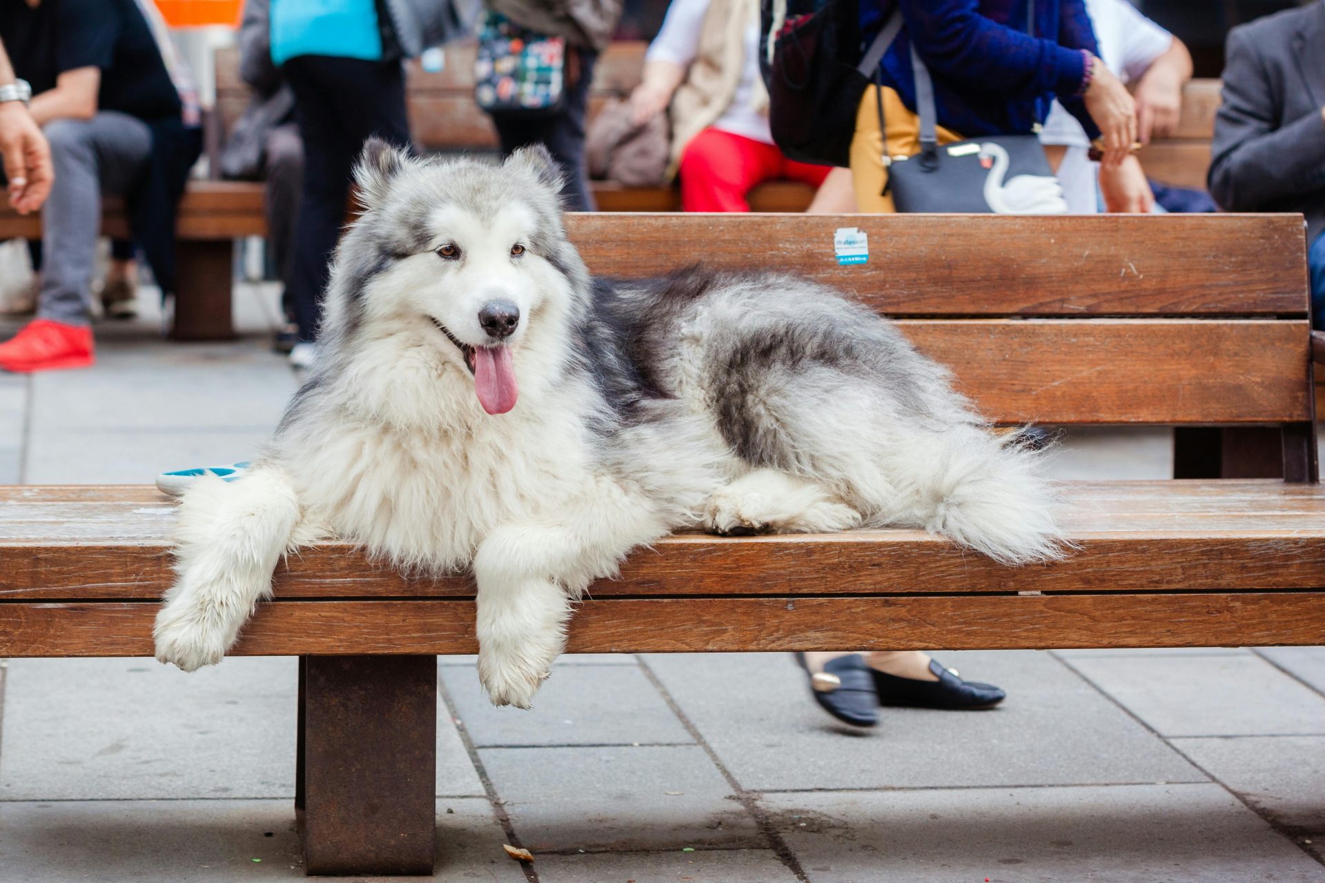 Descubre las 16 razas de perros más grandes del mundo