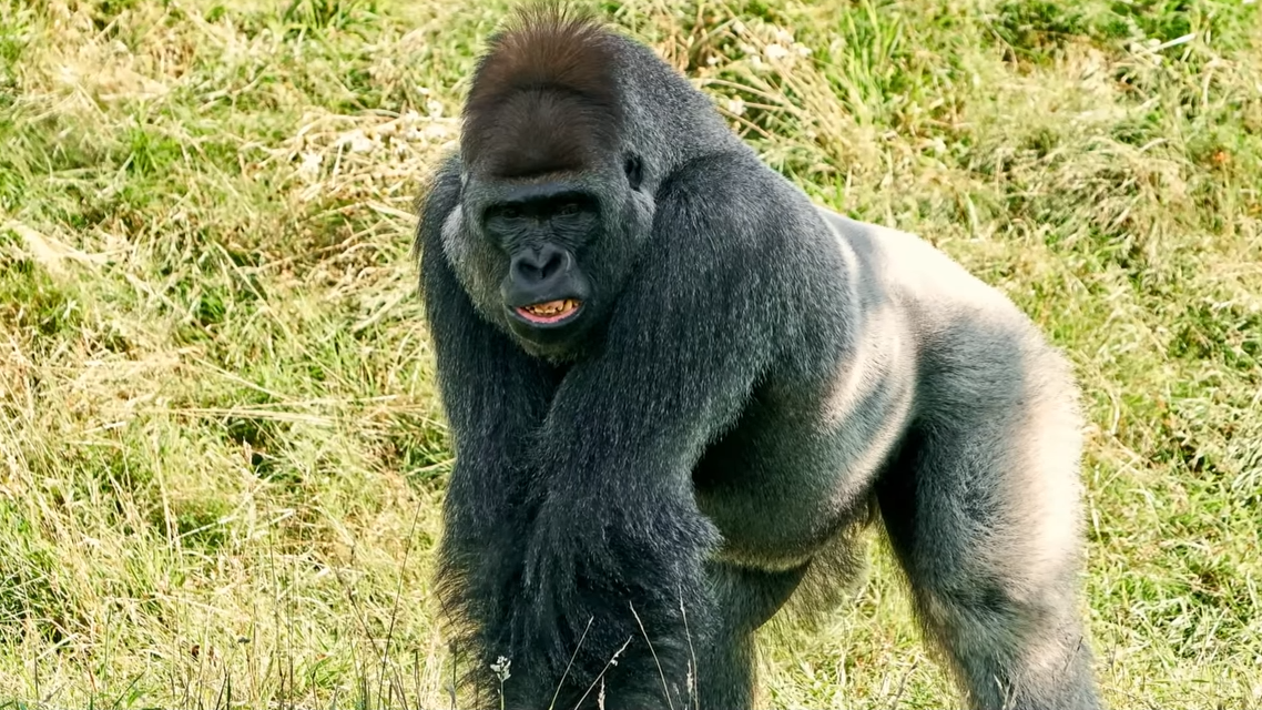 This 450 lb gorilla mauled a zookeeper - while people watched in horror