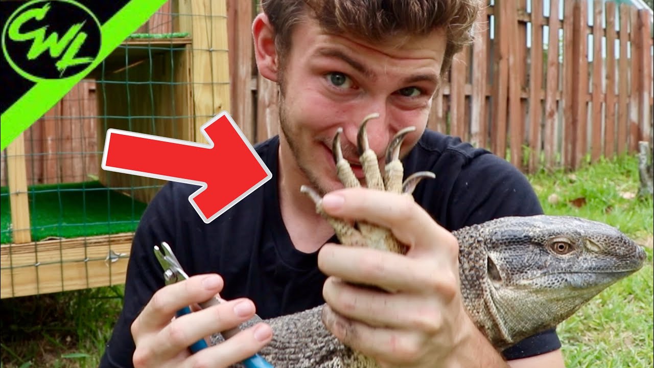 Monitor lizard manicure!