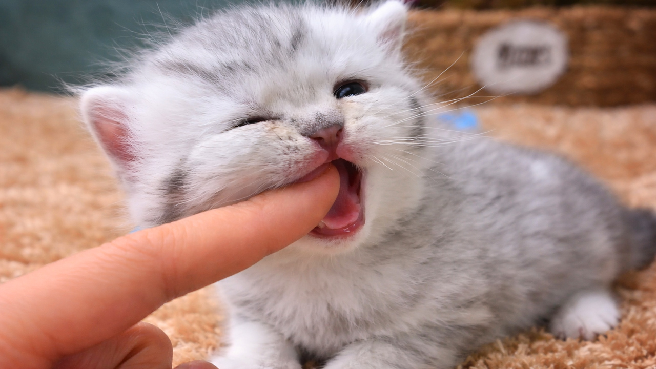 Watch what happens when you give your finger to a cat