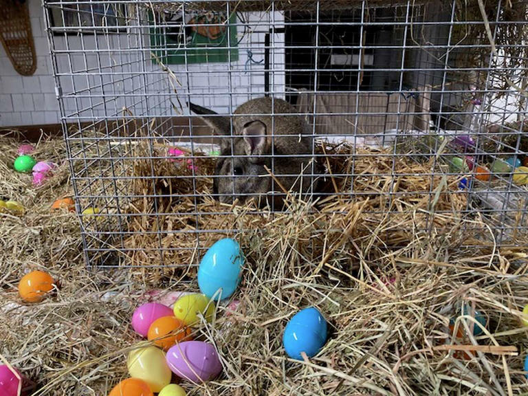 Free Soil children’s farm hosted Easter egg hunt, bonnet contest