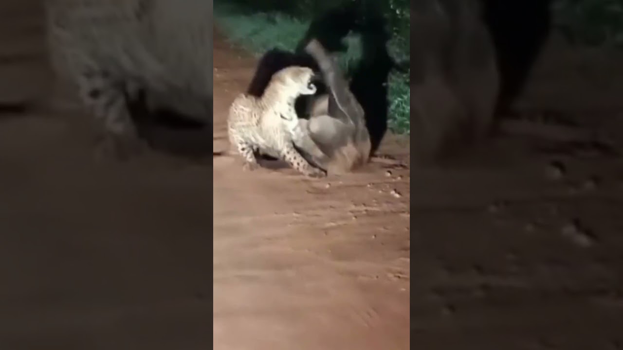 Watch this anteater fight back against a jaguar!