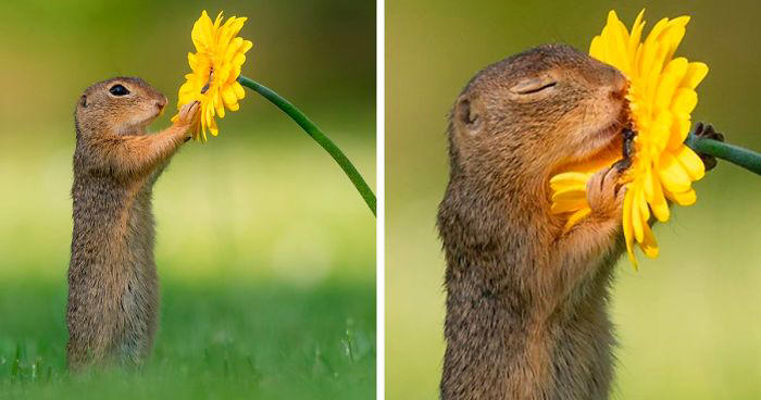 29 remarkable photos of nature when nobody’s watching