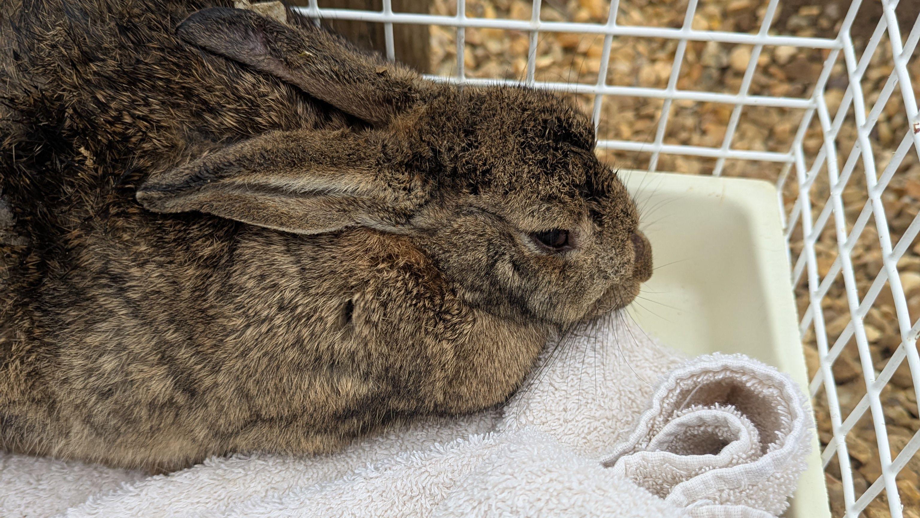 Bunny stuck in pipe rescued in time for Easter