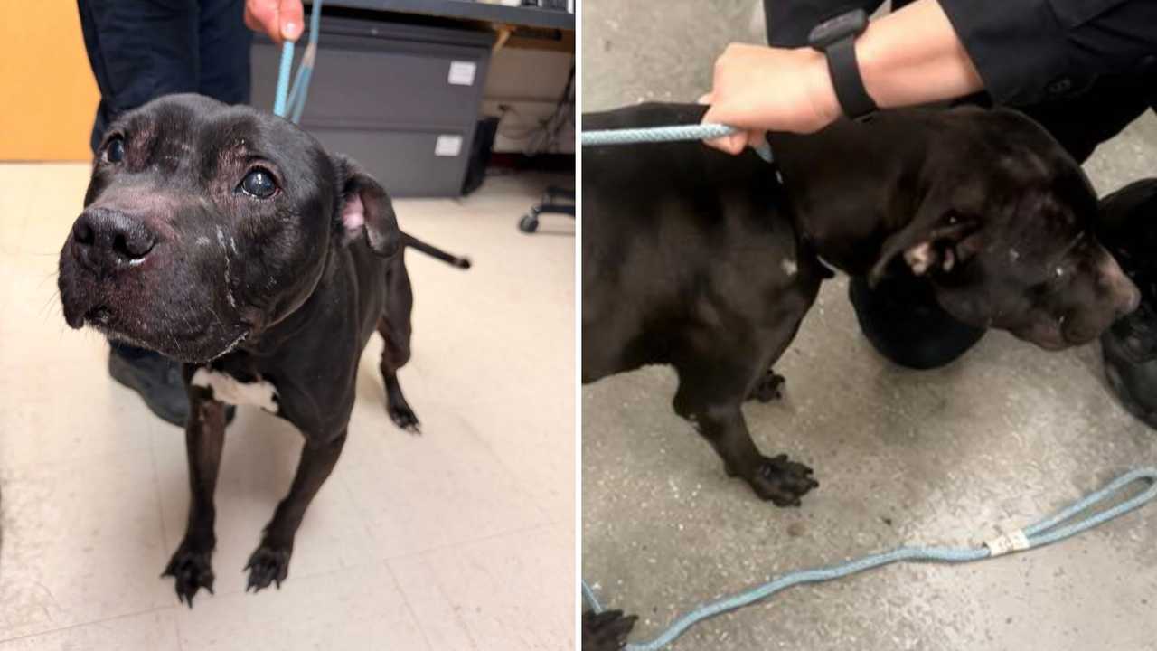 Know this dog? Pup found on Route 301 late at night in Putnam County ...
