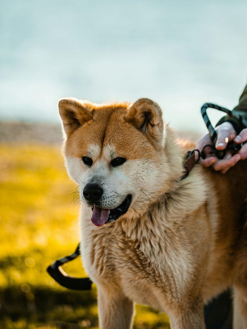 12 incredibly loyal dogs that never stop waiting for you