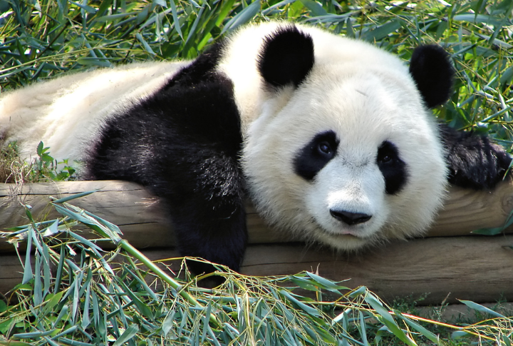 20 creatures that show a friendly side in nature