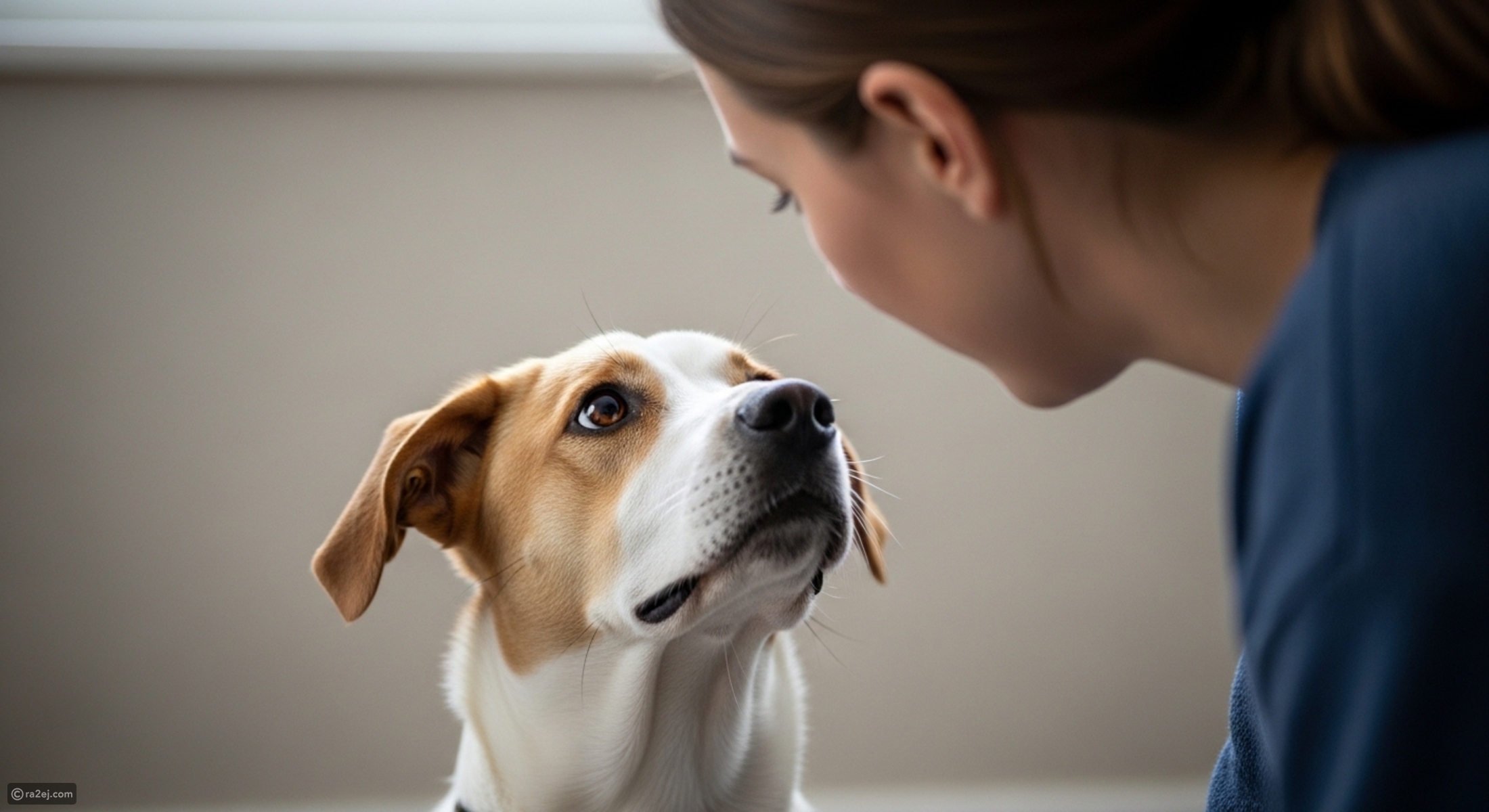 Understanding your dog better with these 9 silent stares that speak volumes