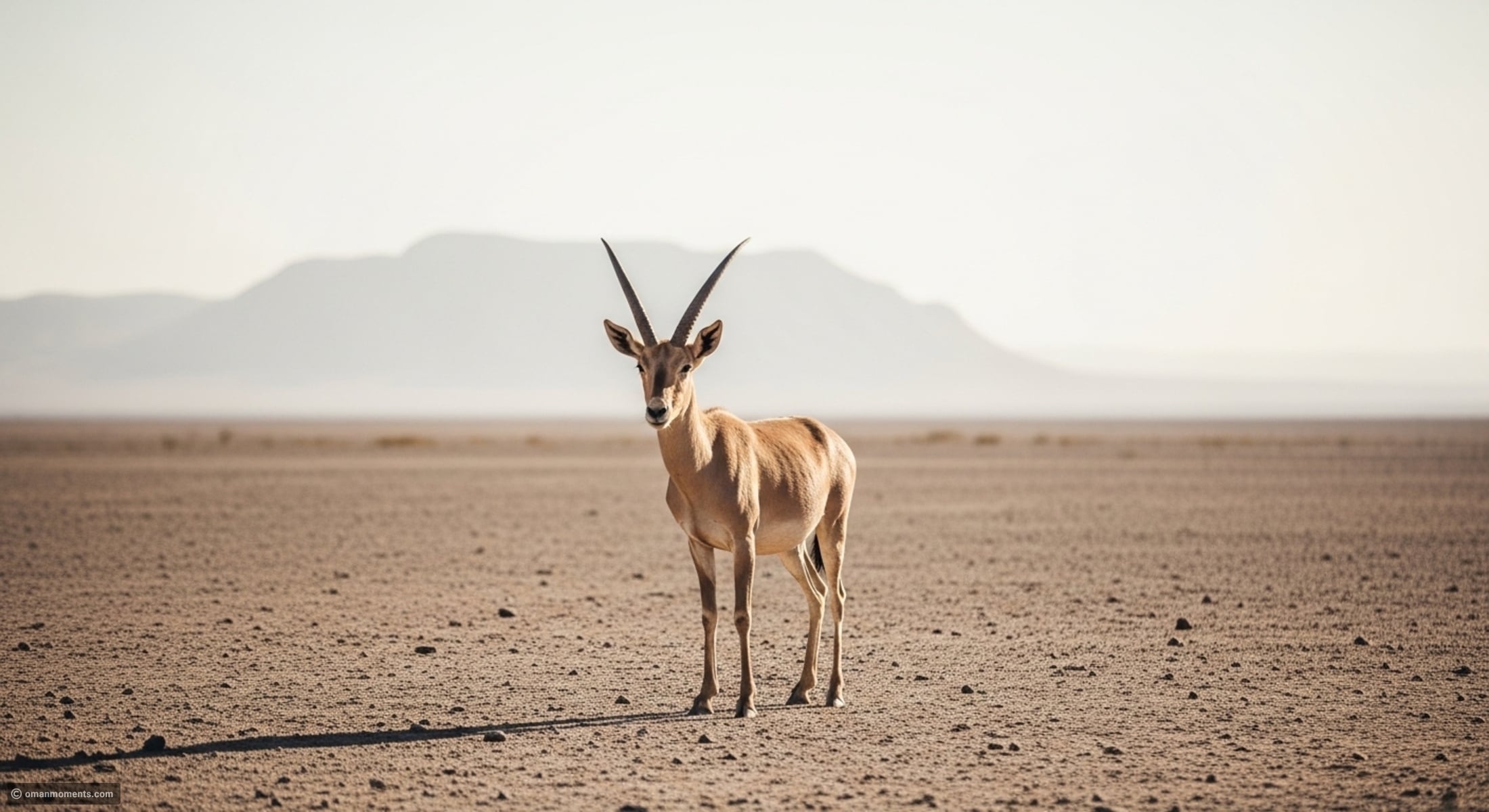 Scientists reveal 11 clues to better aging hidden in strange creatures