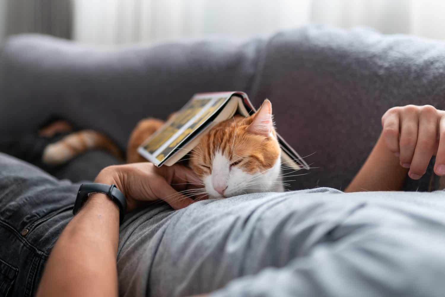 15 adorable things cats do that owners love