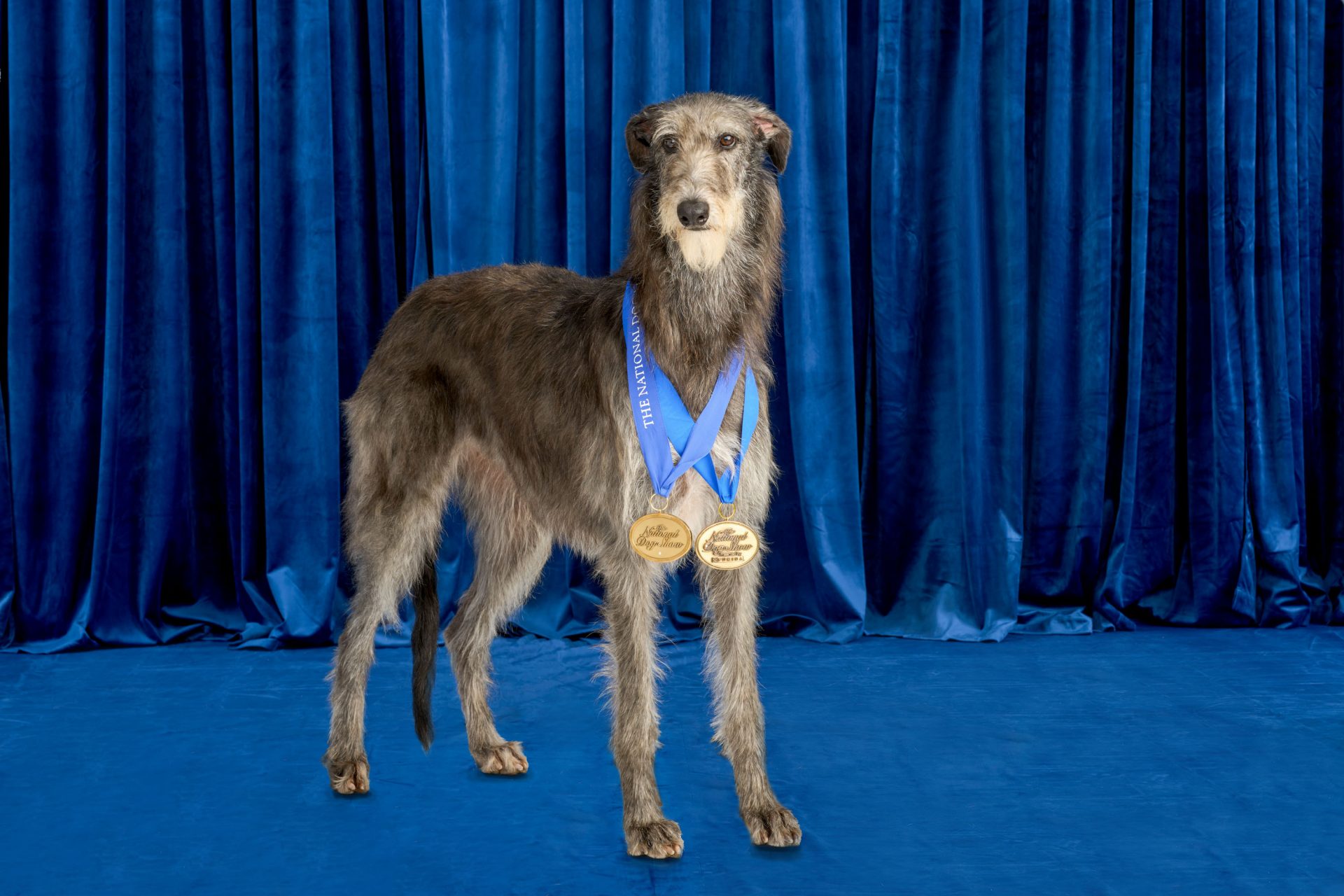 Descubre las 16 razas de perros más grandes del mundo