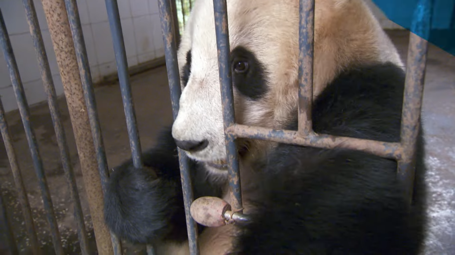 They look happy... but the truth about panda life is different