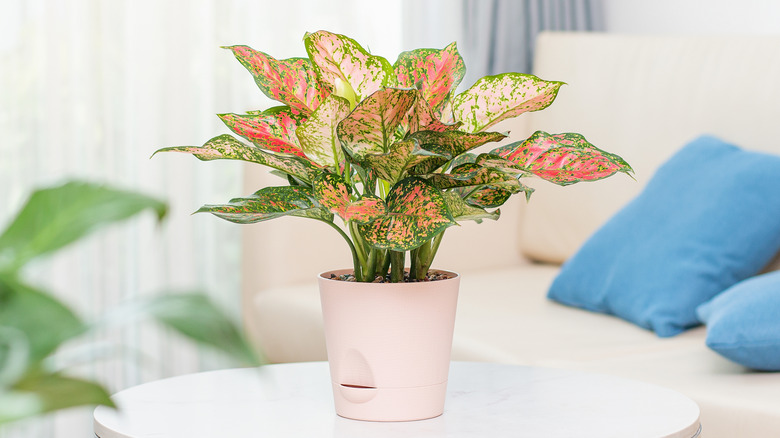 Mistakes to avoid with your self-watering planters