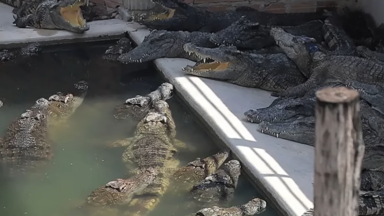 Watch what happens when a crocodile farmer falls into the enclosure