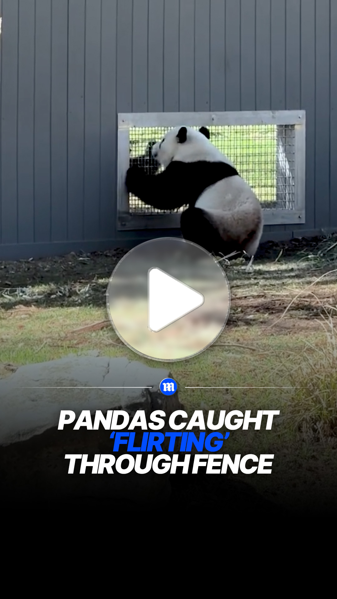 Clumsy animal courtship turns into unexpectedly sweet moment