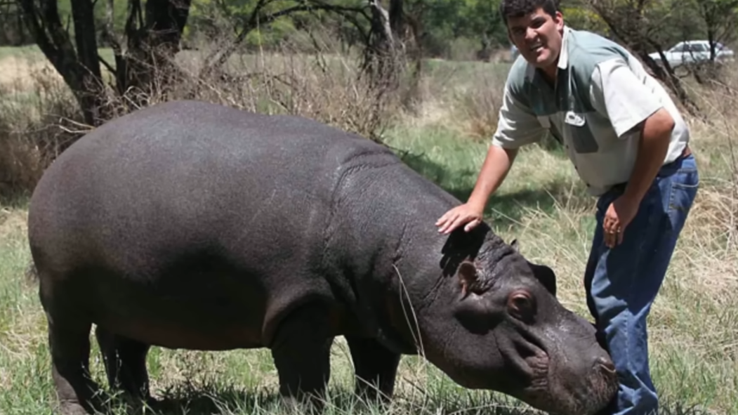 This hippo started eating its owner - and people just watched