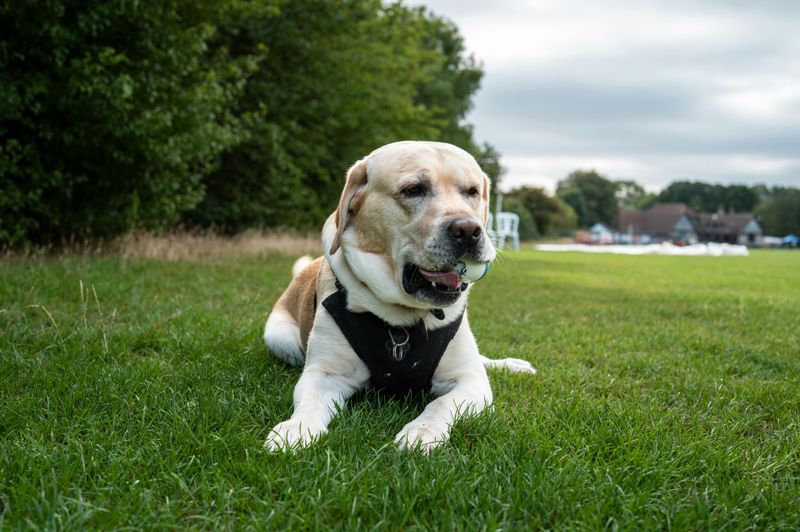 12 incredibly loyal dogs that never stop waiting for you
