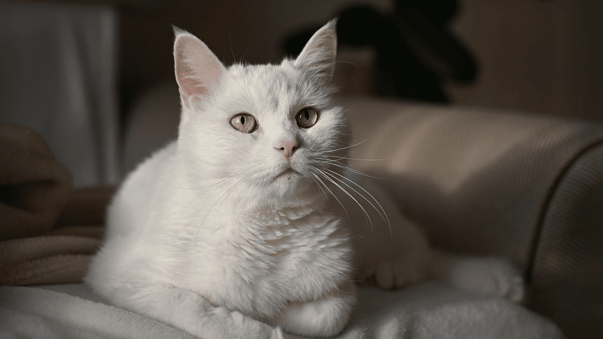 7 things cats do when they dont trust someone