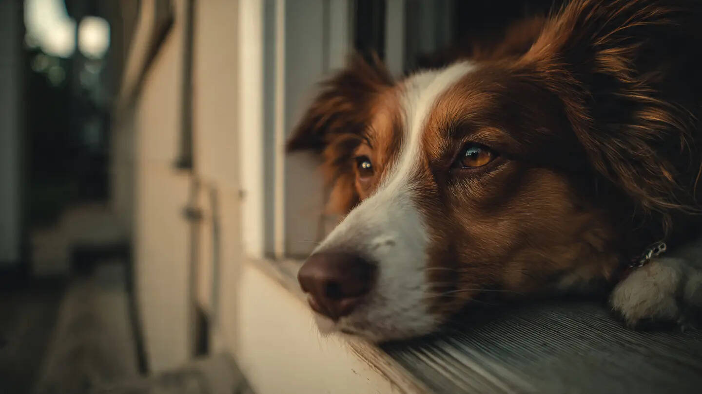 How to train a stubborn dog without losing patience through calm daily ...