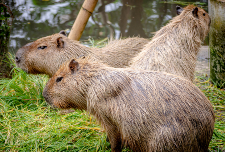 20 creatures that show a friendly side in nature