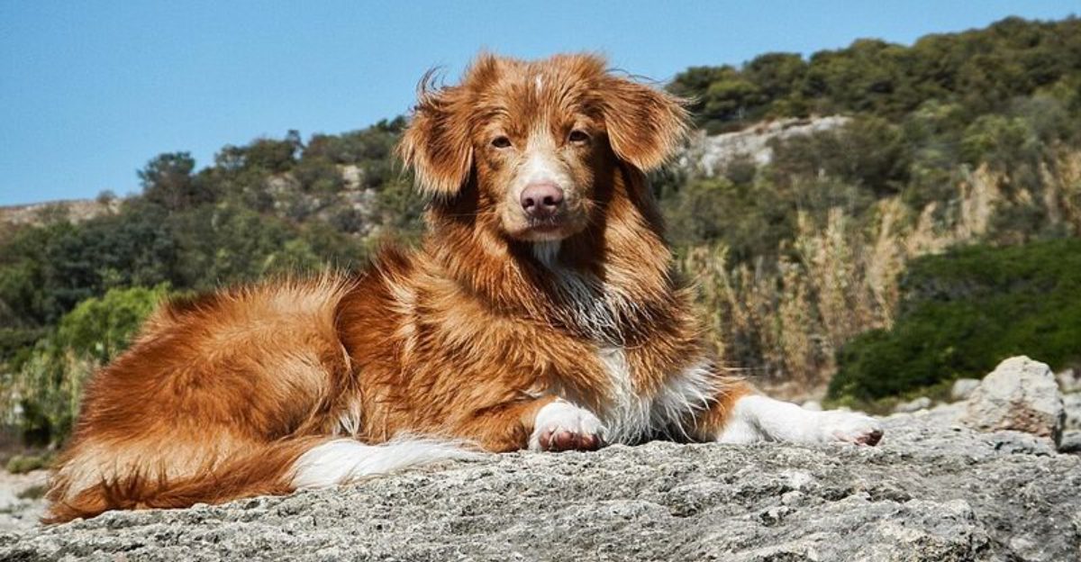 If you love golden retrievers, you might also like these 11 breeds