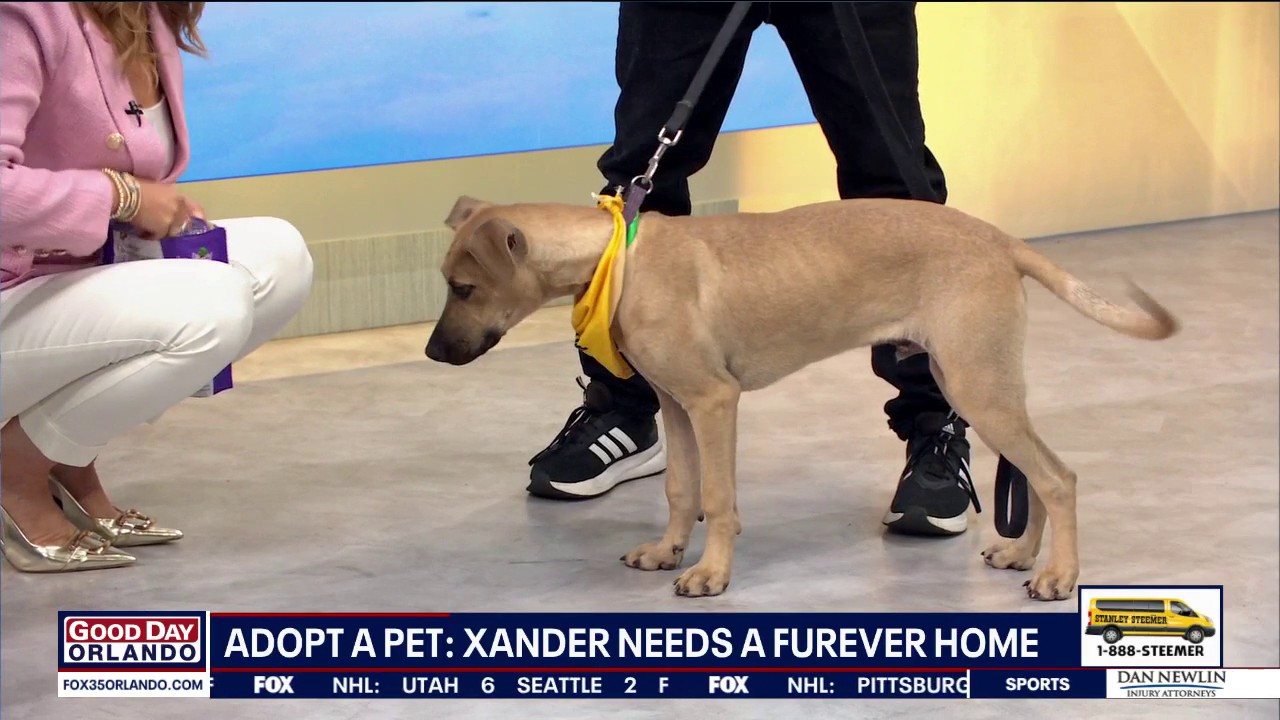 Adopt-a-Pet: Meet Xander