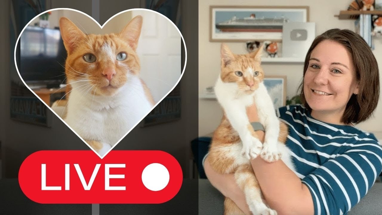 In memory of Hudson & cruise chat live!