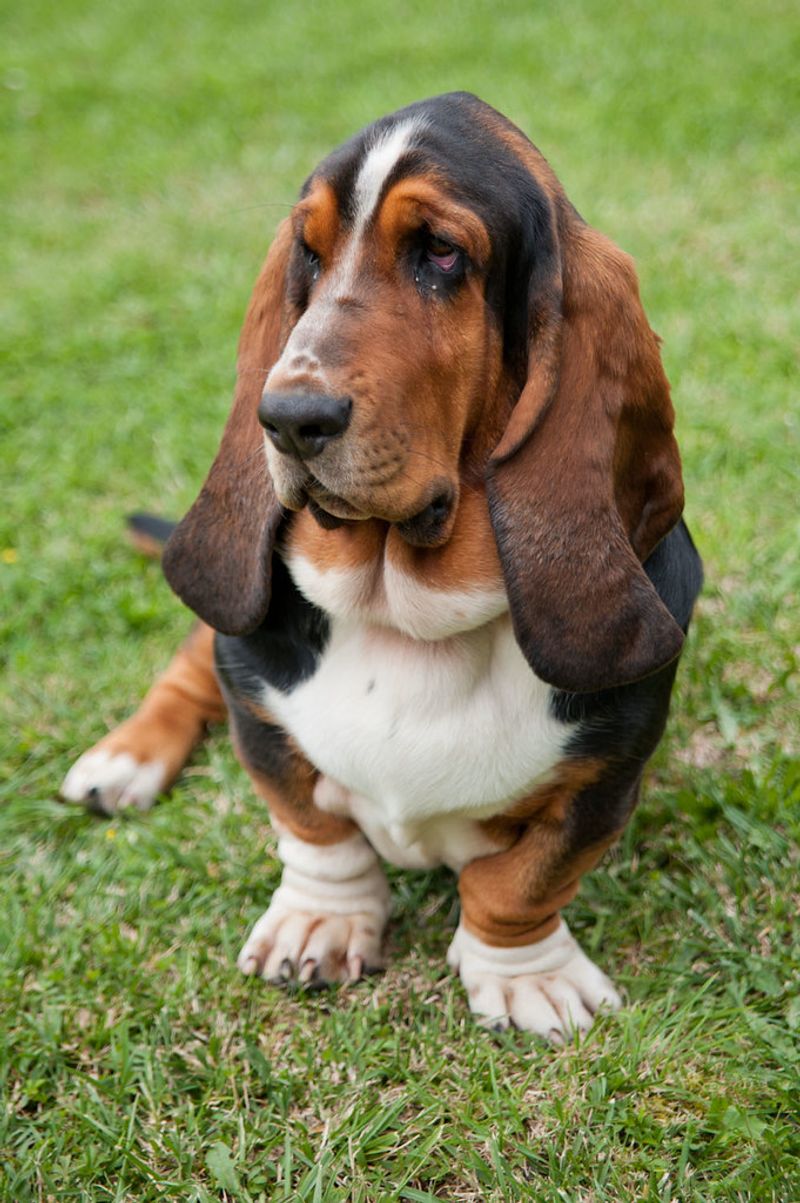 From couch potatoes to high-energy pups: 14 dog breeds to know