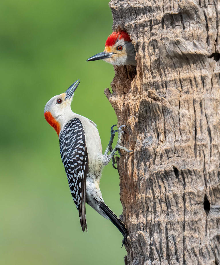 Poorly designed birdhouses threaten backyard birds: 3 better alternatives