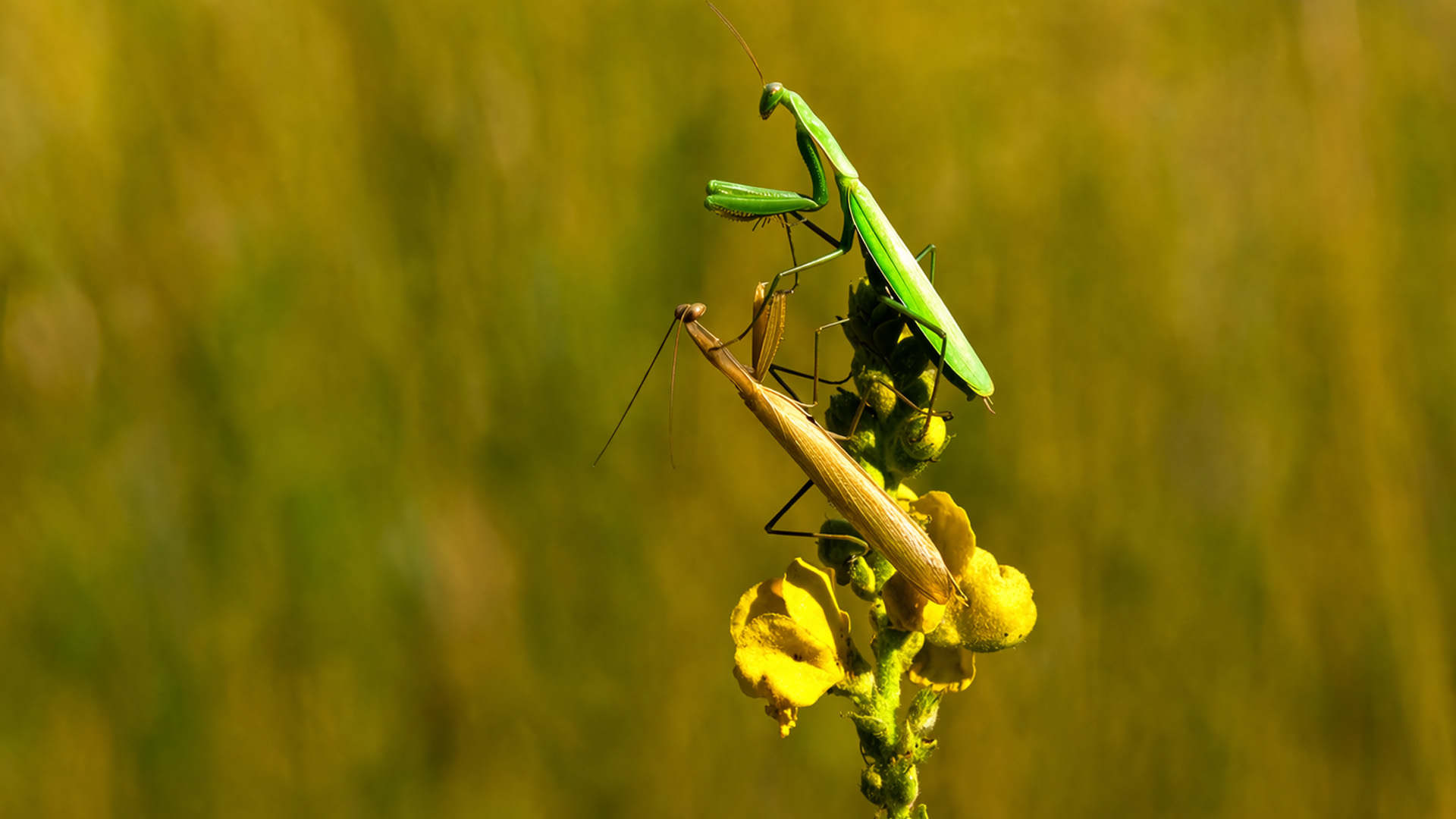 This trail camera recorded an unusual moment between two mantises