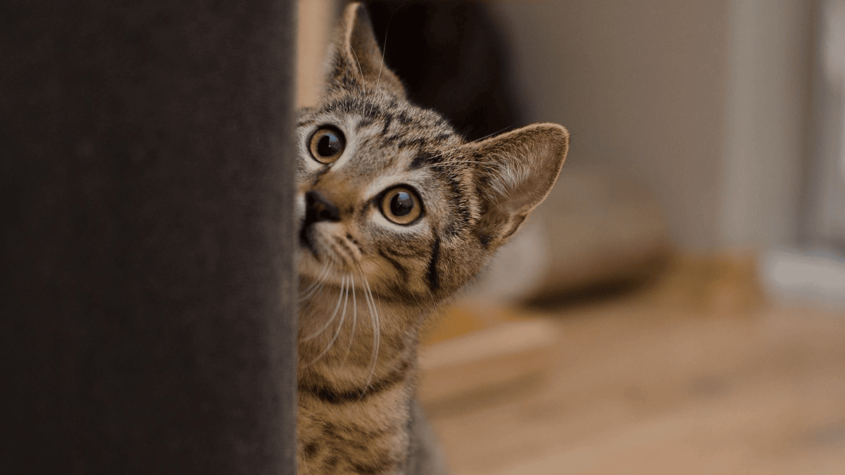The 10 cat behaviors that worry veterinarians the most
