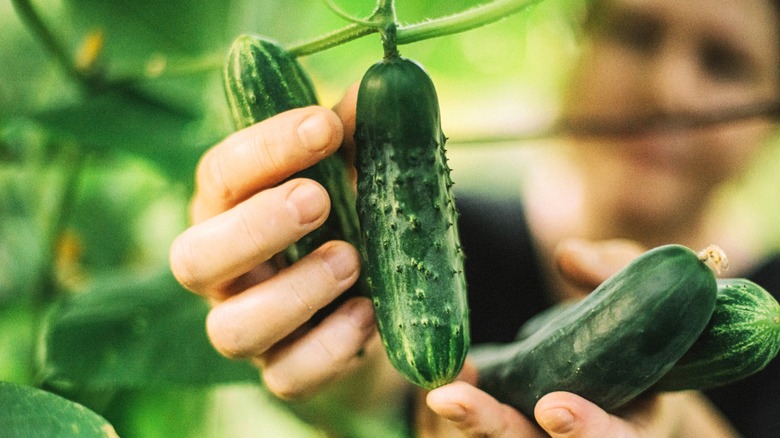 11 plants you should avoid growing near your cucumbers in the garden