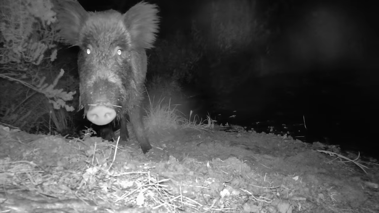 Capturing nature’s beauty with a wildlife camera