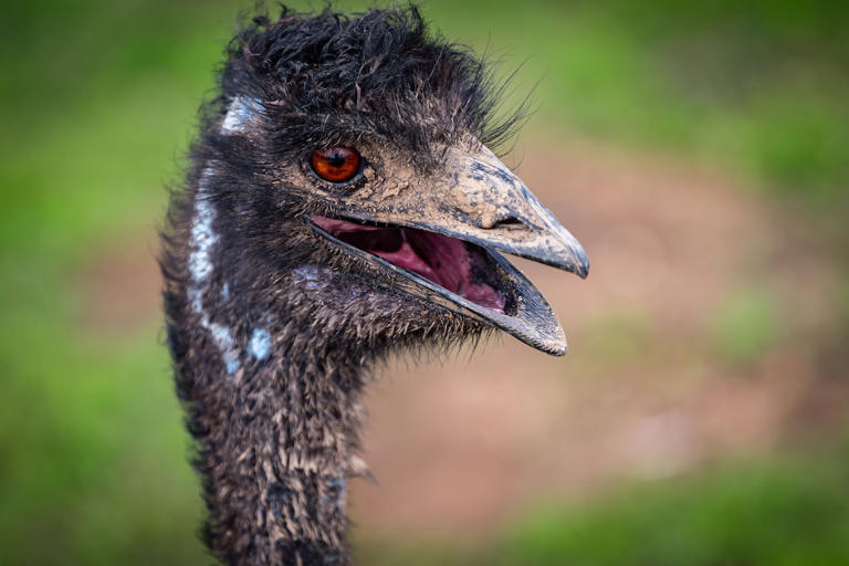Emu in a braided wig and hot pink nails is the ultimate backyard baddie