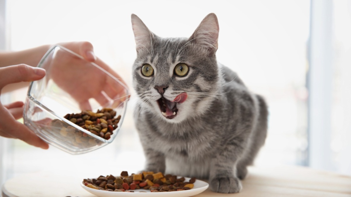 This is the correct way to feed your cat, according to veterinarians ...
