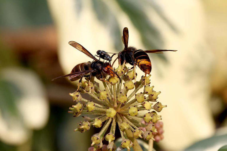 How to get rid of wasps without an exterminator using cheap DIY home ...