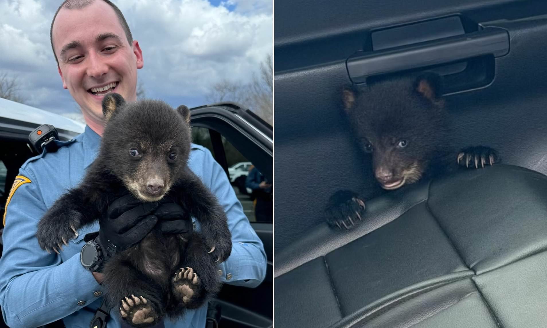 Adorable bear cub rescued by New Jersey troopers after being abandoned ...