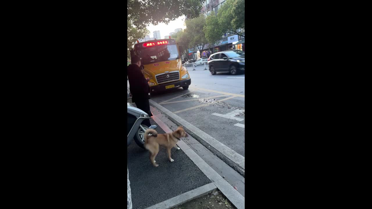 Dog eagerly greets owner at bus stop in Hubei, China