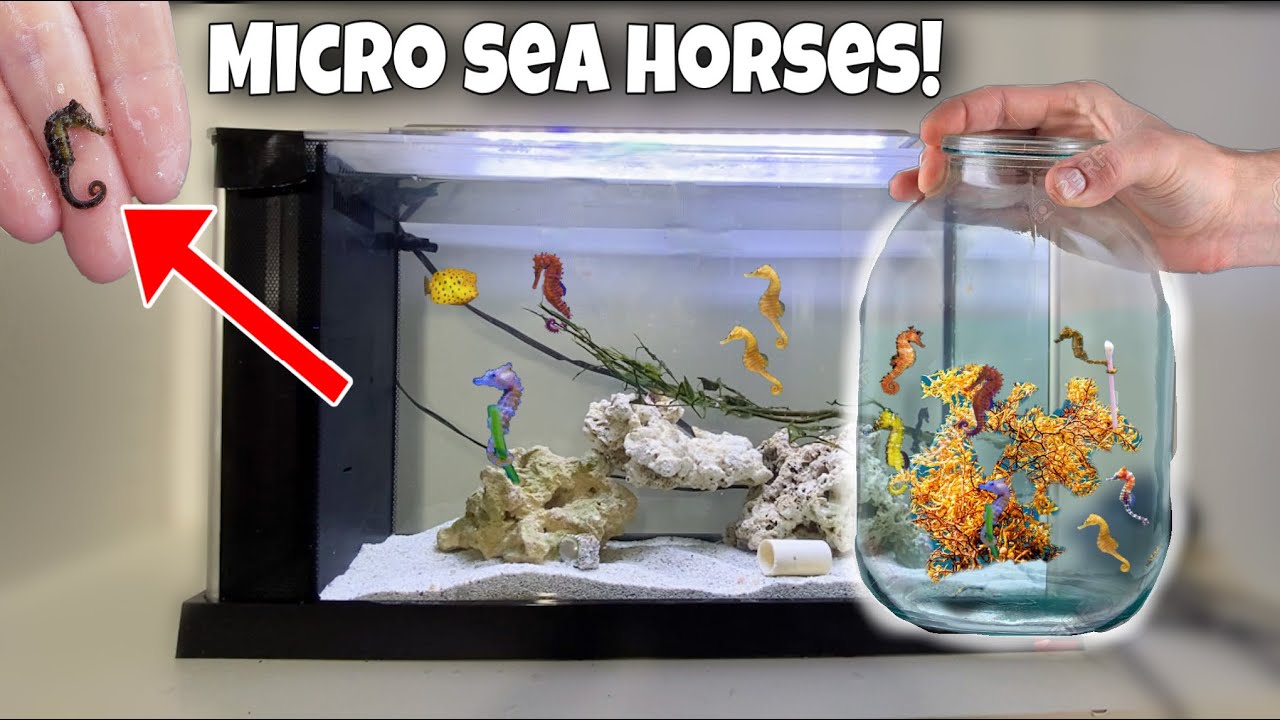 My new micro sea horses for my aquarium! Adorable