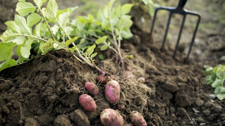 11 plants you should avoid growing near your cucumbers in the garden