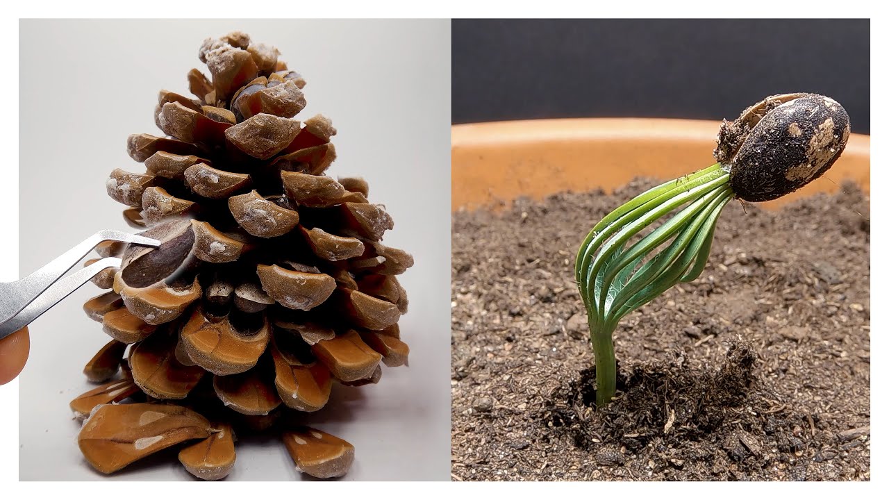 Watch a pine tree flourish