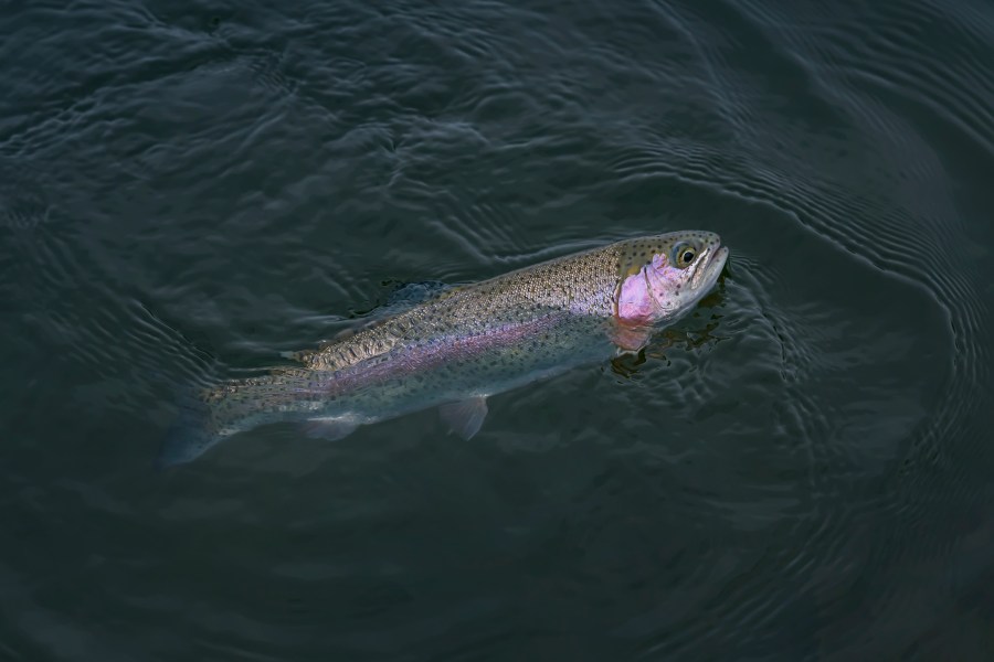 West Virginia fish stocking schedule for April 3