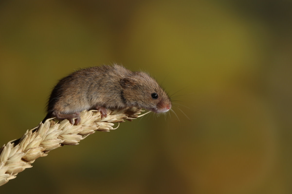 Meet Tiny Tim: The adorable baby harvest mouse smaller than a penny